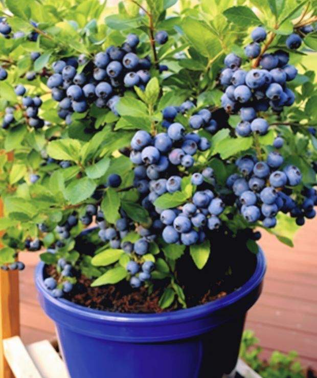 Don't buy any more blueberries. Use these smart ways to get an endless ...